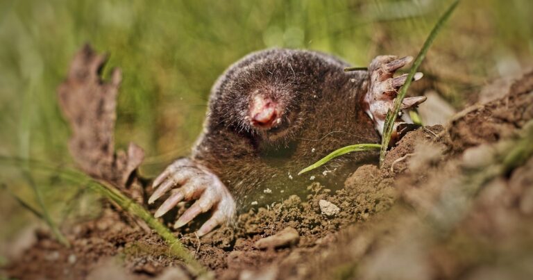 Vakond ellen házilag: 4 hatékony módszer az elűzésére - Hóvége