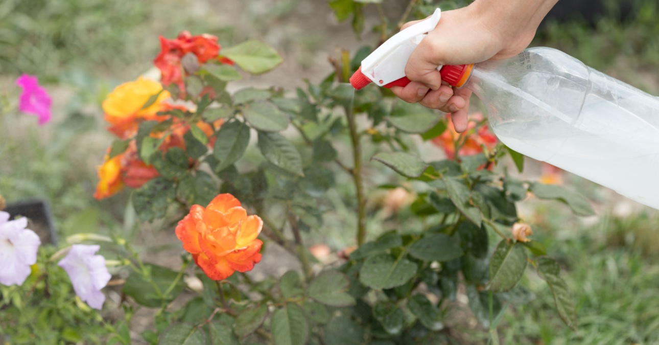 Levéltetű elleni védekezés házilag: viszlát, tetvek és vegyszerek ...