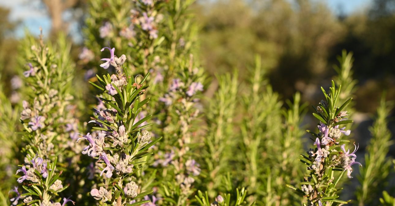 Rozmaring szaporítása: a legegyszerűbb módszerek - Hóvége