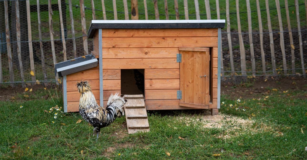 Olcsó tyúkól készítése házilag: 5 fontos szempont, amire figyelj - Hóvége