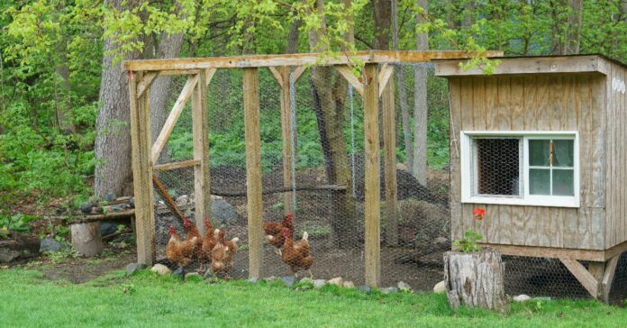 Olcsó tyúkól készítése házilag: 5 fontos szempont, amire figyelj - Hóvége