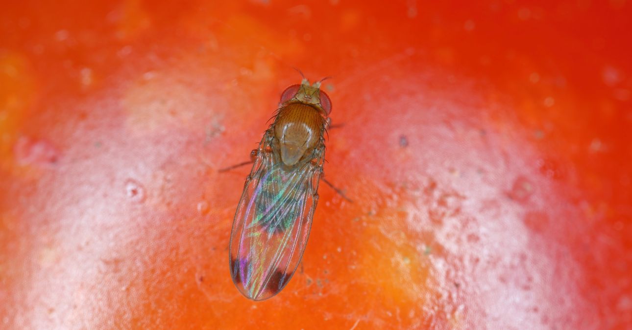 Hogyan szabaduljunk meg a muslicáktól? Ez a tuti módszer - Hóvége