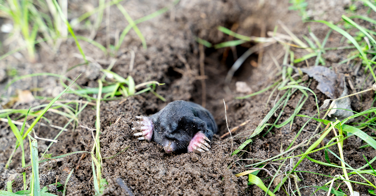Hogyan szabadulj meg a vakondoktól? - Hóvége
