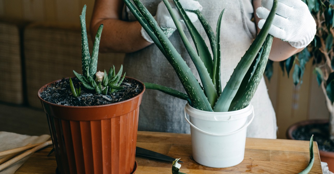 Igazán megéri az aloe vera szaporítása - Hóvége